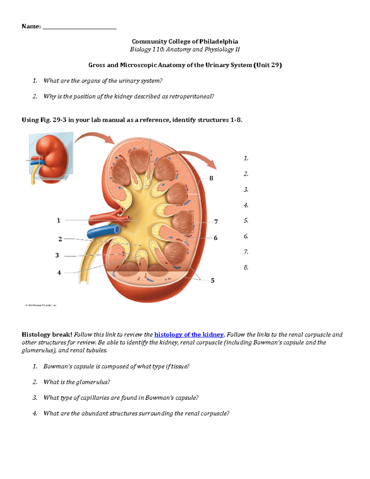 Bio+110+Online+Anatomy+of+the+Urinary+System+Lab copy - 1 2 3 4 5 6 7 8 ...