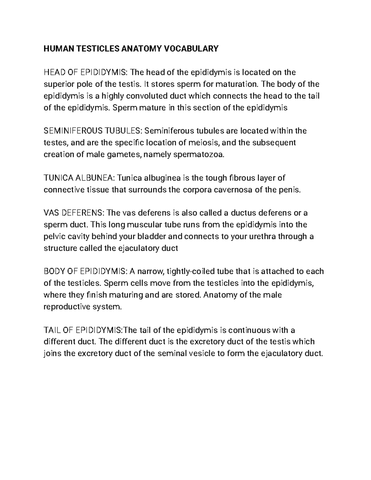 Human Testicles Anatomy Vocabulary - HUMAN TESTICLES ANATOMY VOCABULARY ...