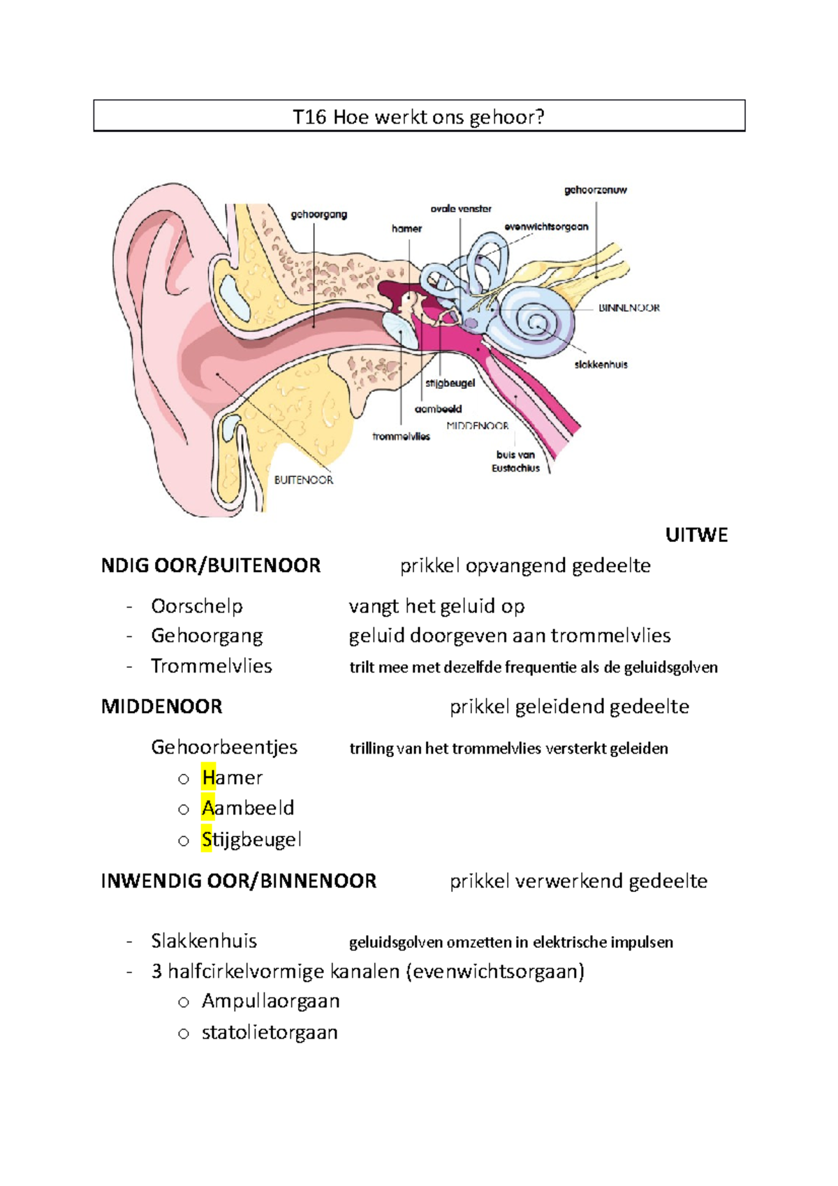T16 hoe werkt ons gehoor - T16 Hoe werkt ons gehoor? UITWE NDIG OOR ...