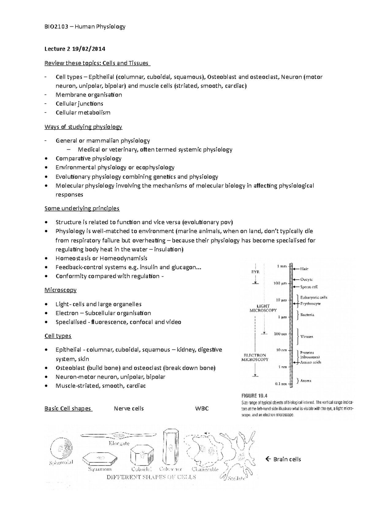 Lecture Notes All Lectures Lecture 2 1902 Review These Topics Cells And Tissues Cell Types
