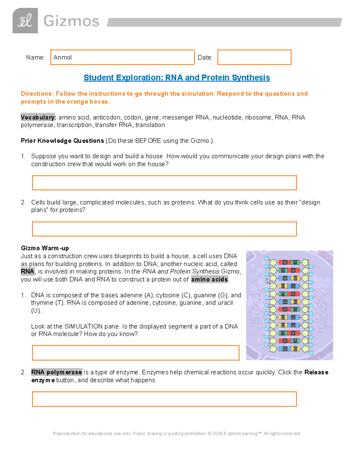 Copy of RBIO Gizmo RNAProtein Synthesis - Name: Anmol Date: Student ...