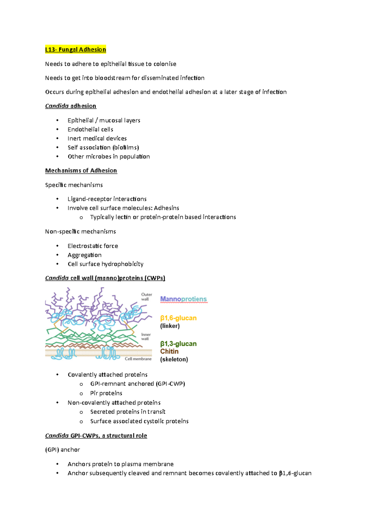Lecture 13 Fungal Adhesion - L13- Fungal Adhesion Needs to adhere to ...