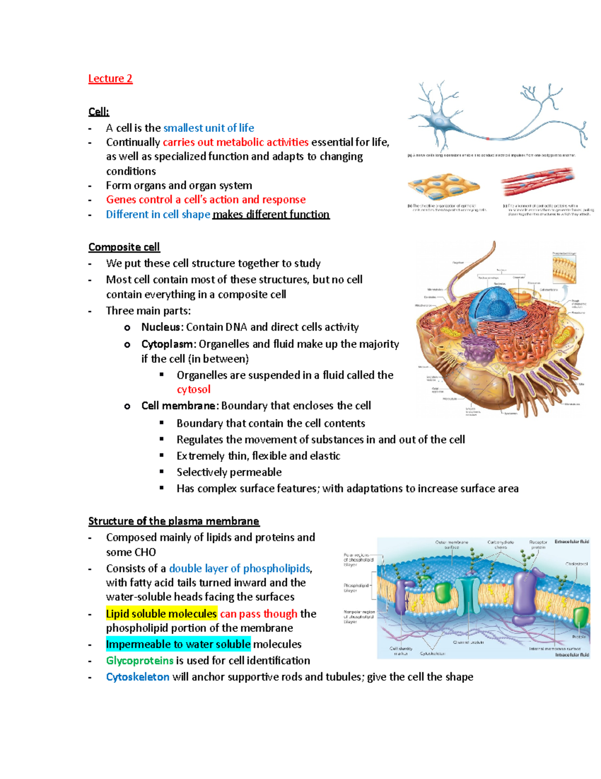 2 - Cells introduction - Lecture 2 Cell: - A cell is the smallest unit ...