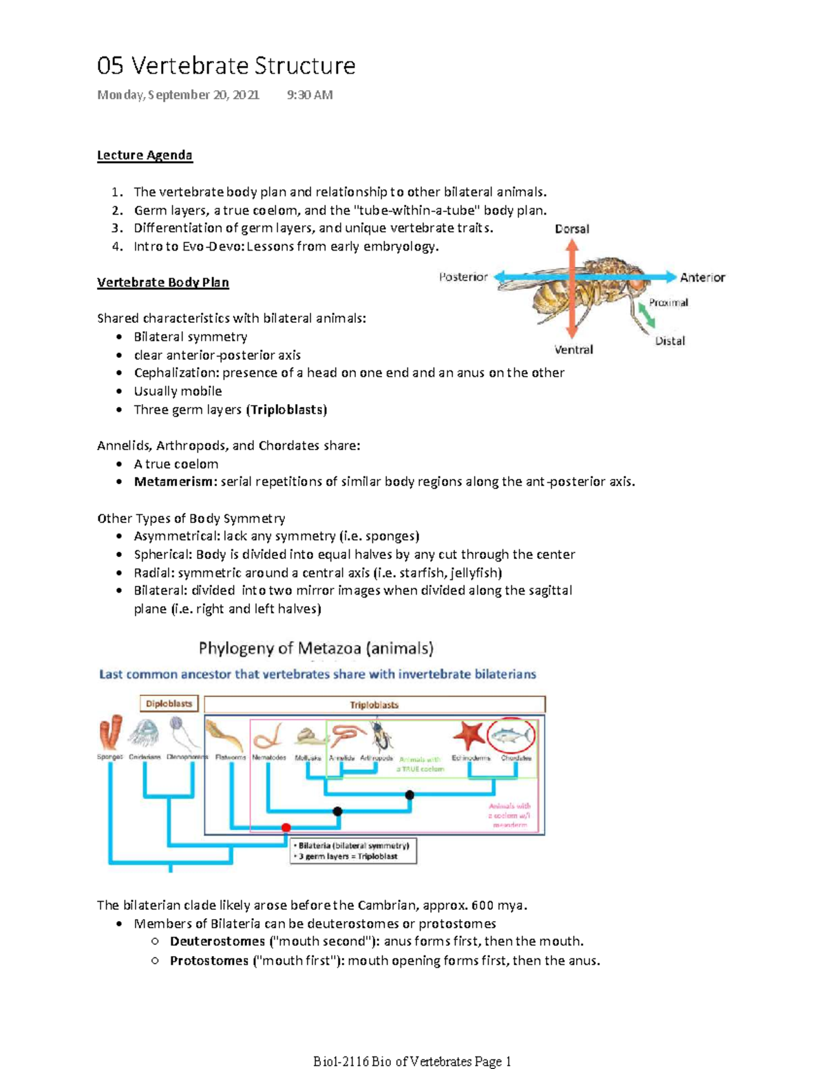 05 Vertebrate Structure - BIOL-2116 - U of W - Studocu