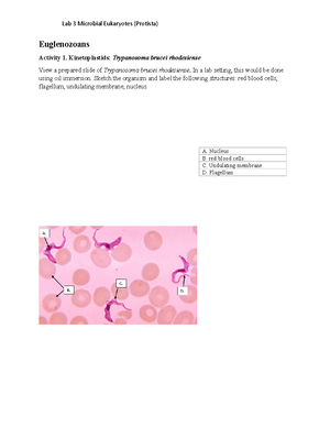 2 Bacteria - Bacteria Activity 1. Bacterial Morphology Correctly ...