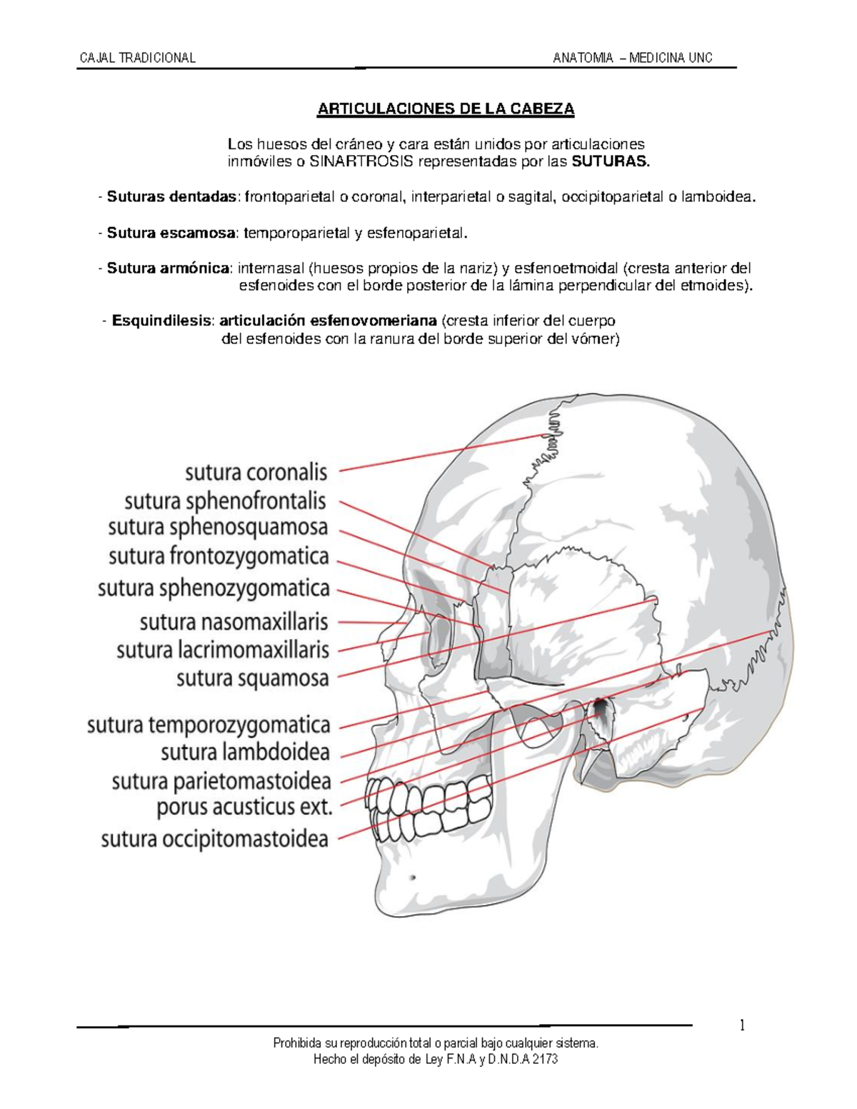 Articulaciones Cabeza Y Cuello - 1 Prohibida su reproducción total o parcial bajo cualquier ...