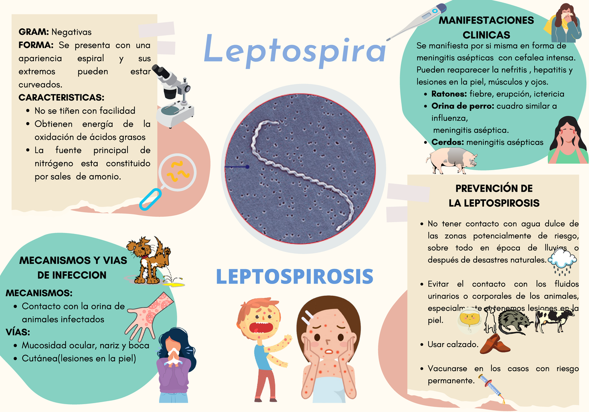 Leptospira o tambien llamdo Lesptospirosis - No tener contacto con agua ...