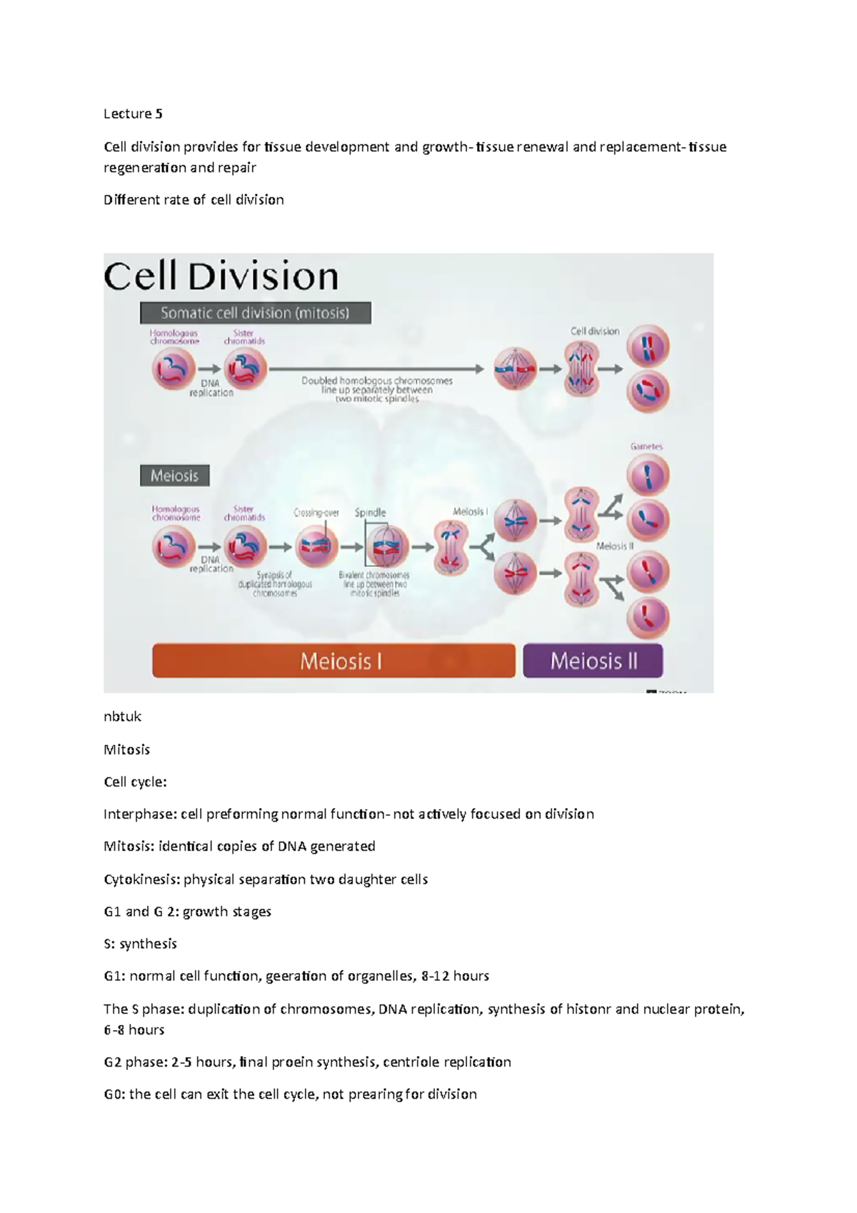 Lecture 5 - Lecture 5 Cell division provides for tissue development and ...