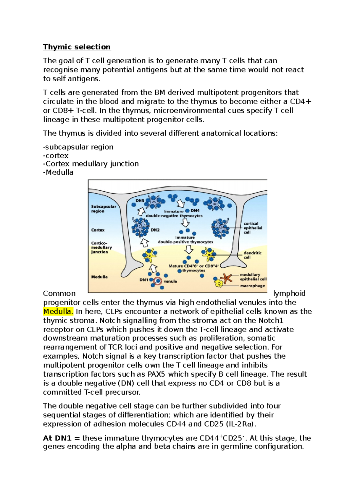 Thymic selection - Thymic selection The goal of T cell generation is to ...