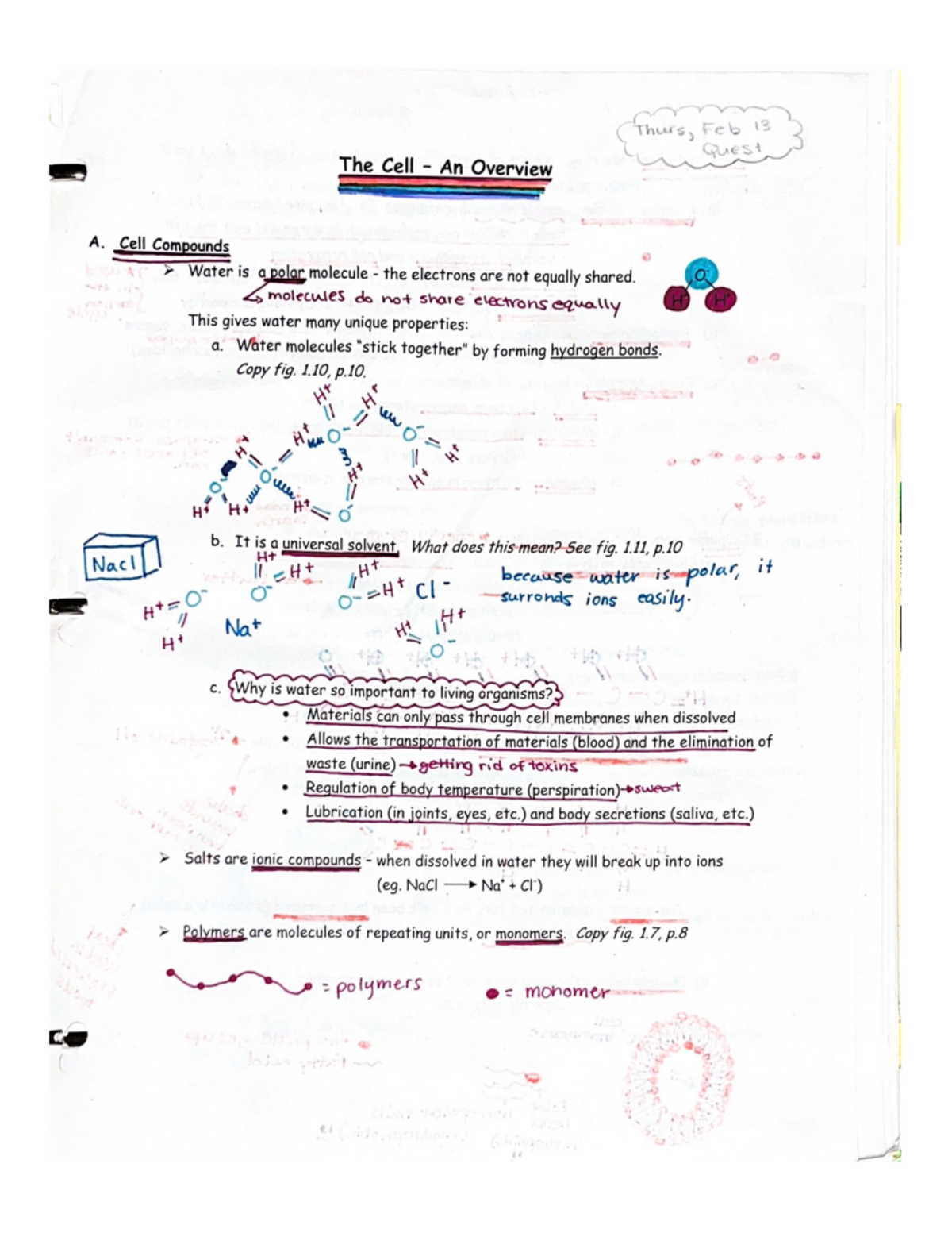 The Cell - An Overview - Studocu