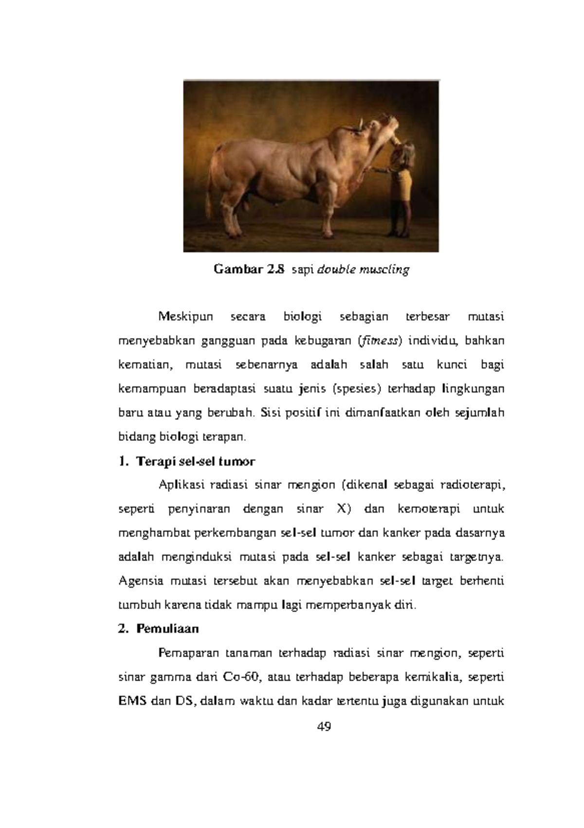 46040 f013f61d5c656dc4998b3d08418-13 - Gambar 2 sapi double muscling ...