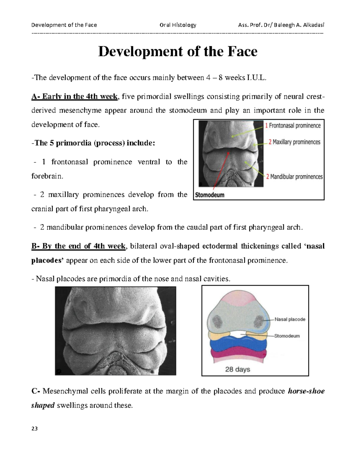 Development of The Face - Development of the Face -The development of ...