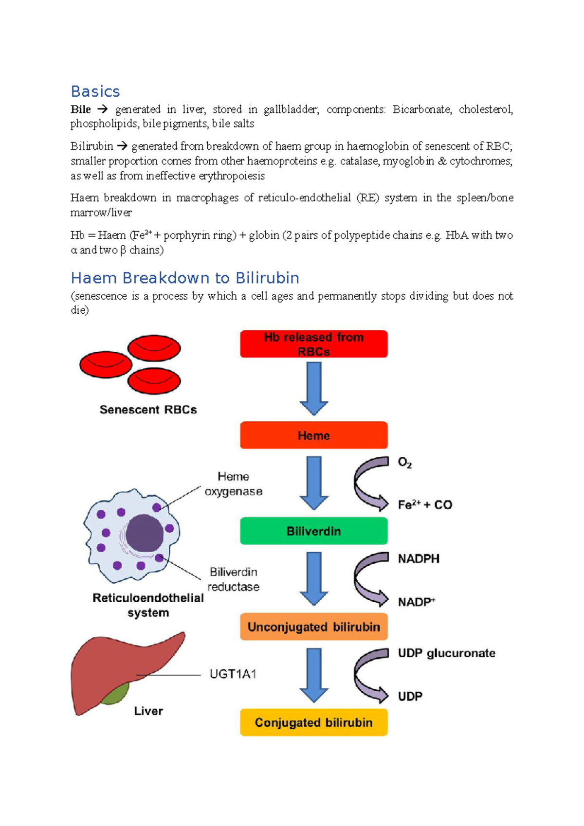 Bilirubin metabolism - Lecture notes - Basics Bile generated in liver ...