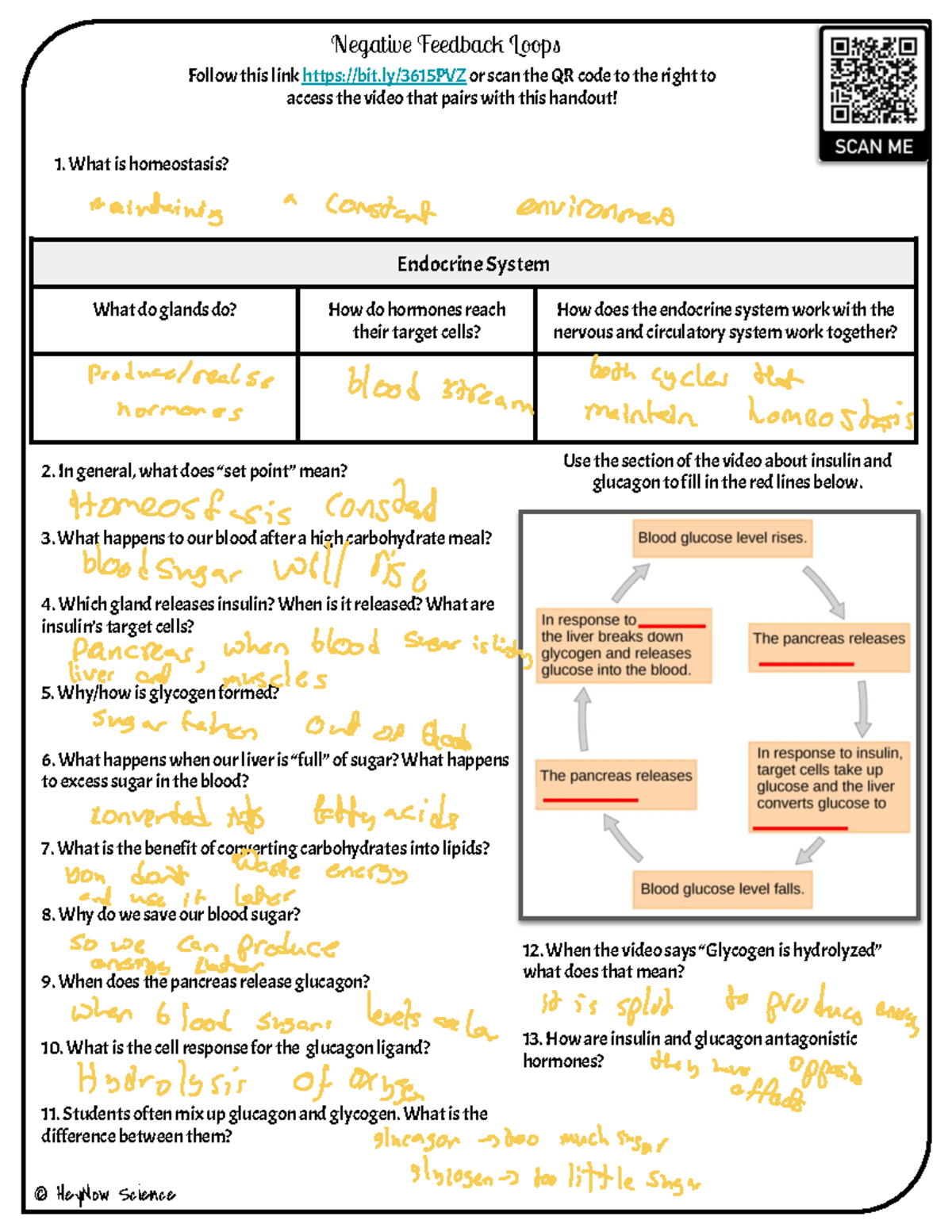 Negative Feedback Loops Video Notes Handout-1 - © HeyNow Science ...
