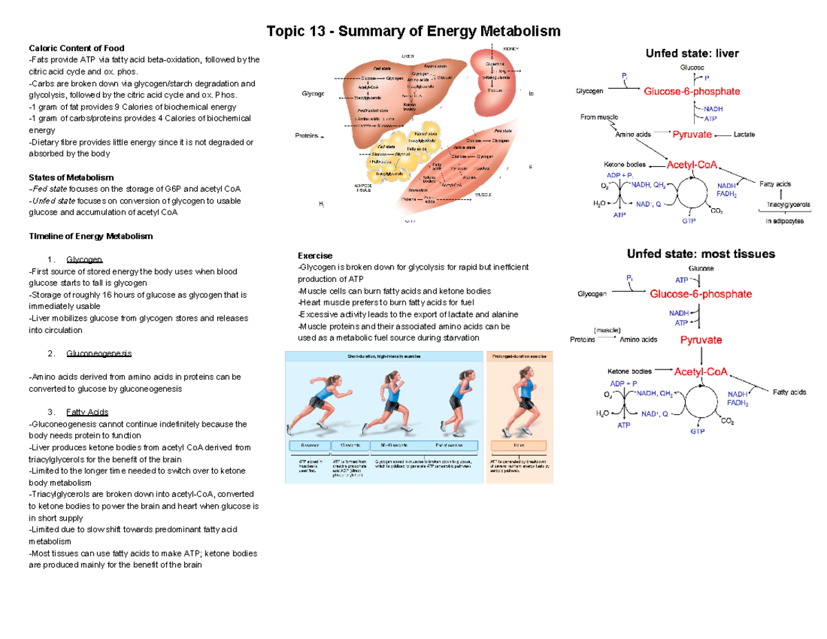 Biochem Cheat Sheet 13 - Topic 13 - Summary of Energy Metabolism ...