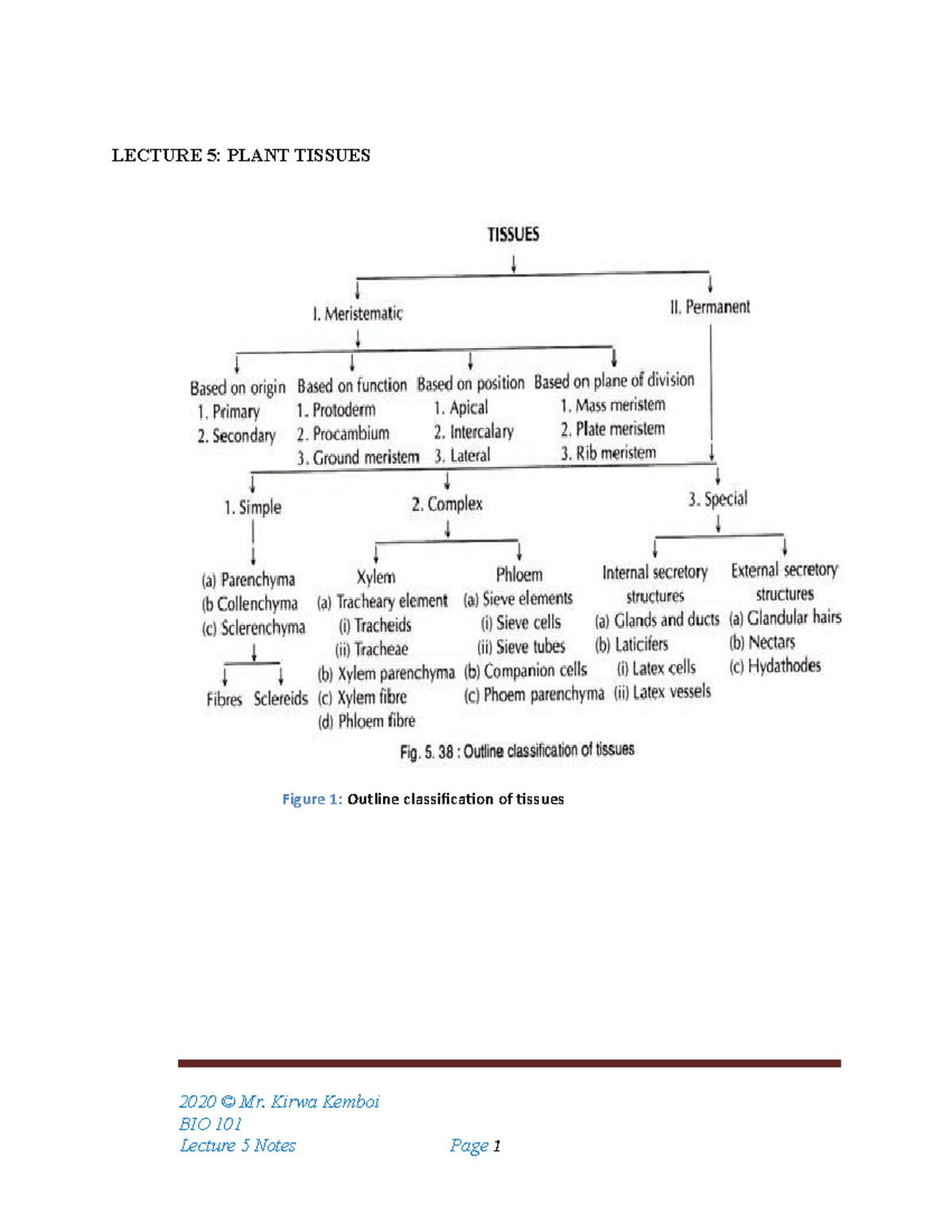 Lecture 5 Notes bio plant tissues - LECTURE 5: PLANT TISSUES Figure 1 ...