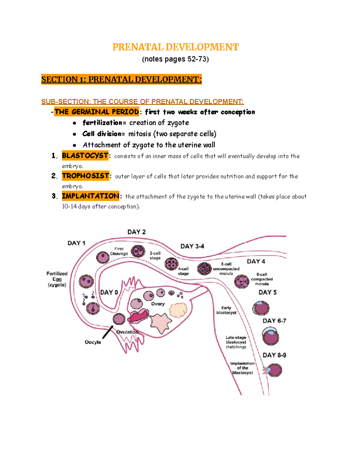Prenatal Development Notes - PRENATAL DEVELOPMENT (notes pages 52-73 ...