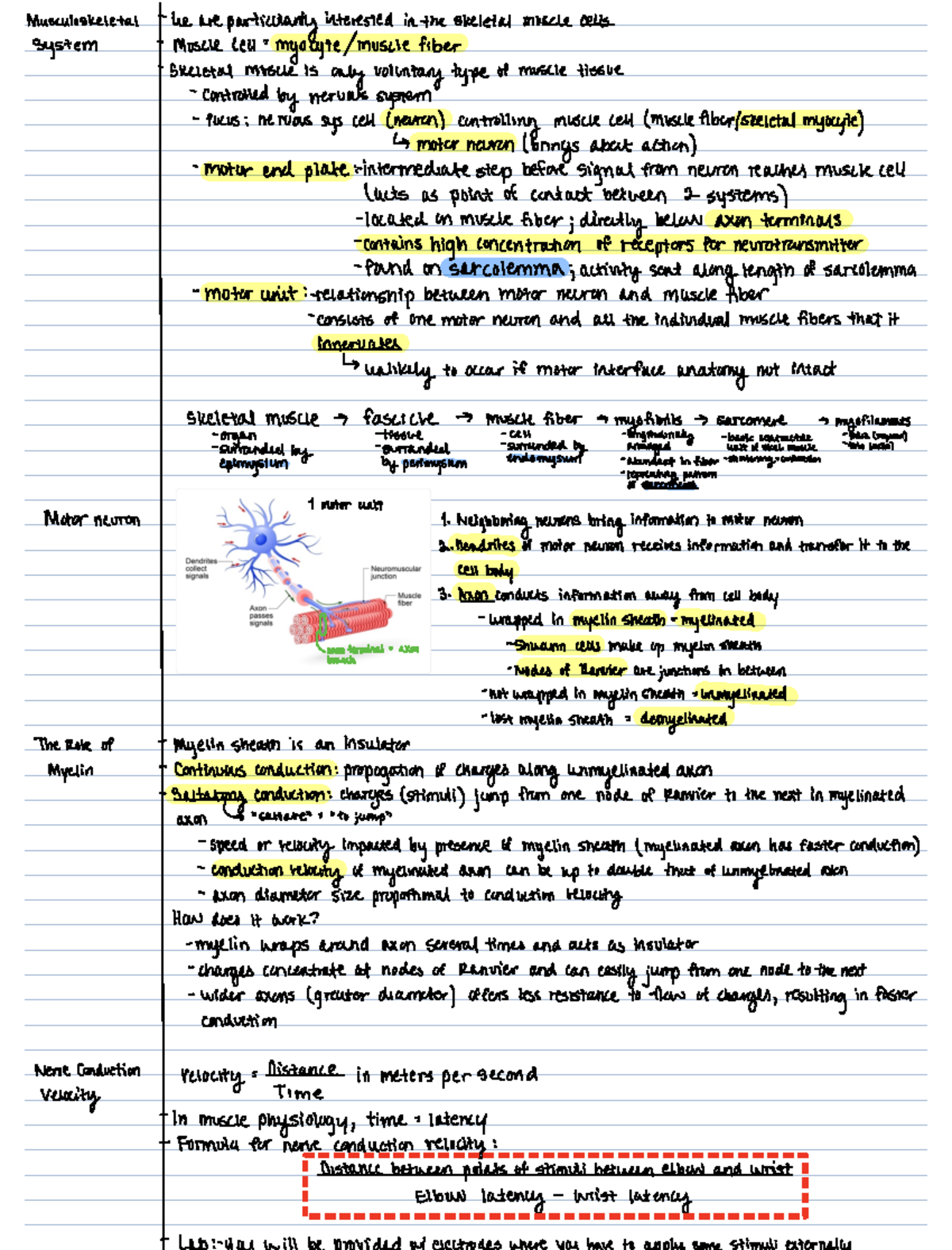 Lab 6 Power Lab 1 - Muscle Structure, Function, & Electromyography (EMG ...