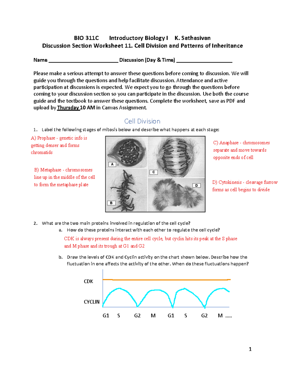 Discussion Worksheet 11 - BIO 311C Introductory Biology I K. Sathasivan ...