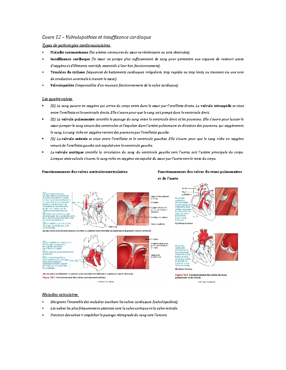Cours 12 – Valvulopathies et insuffisance cardiaque - Cours 12 ...
