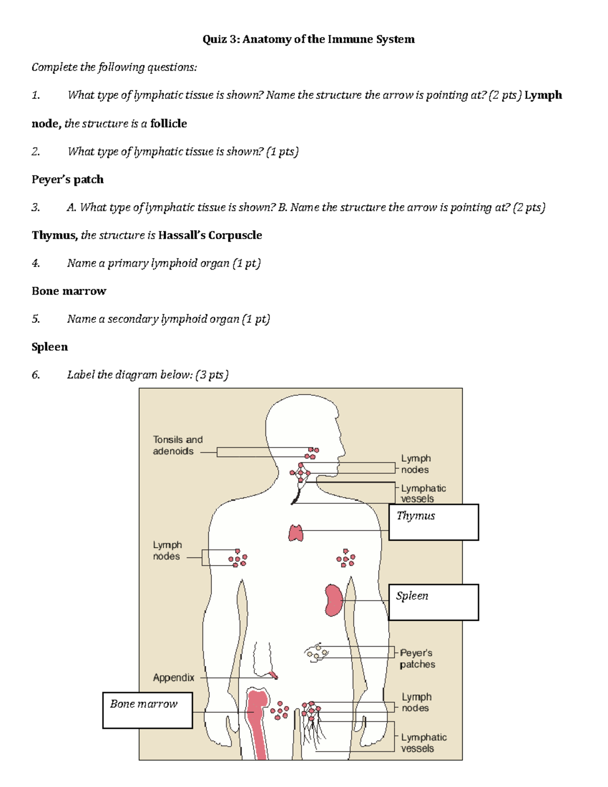 Anatomy of the Immune System Lab Handout - Quiz 3: Anatomy of the ...