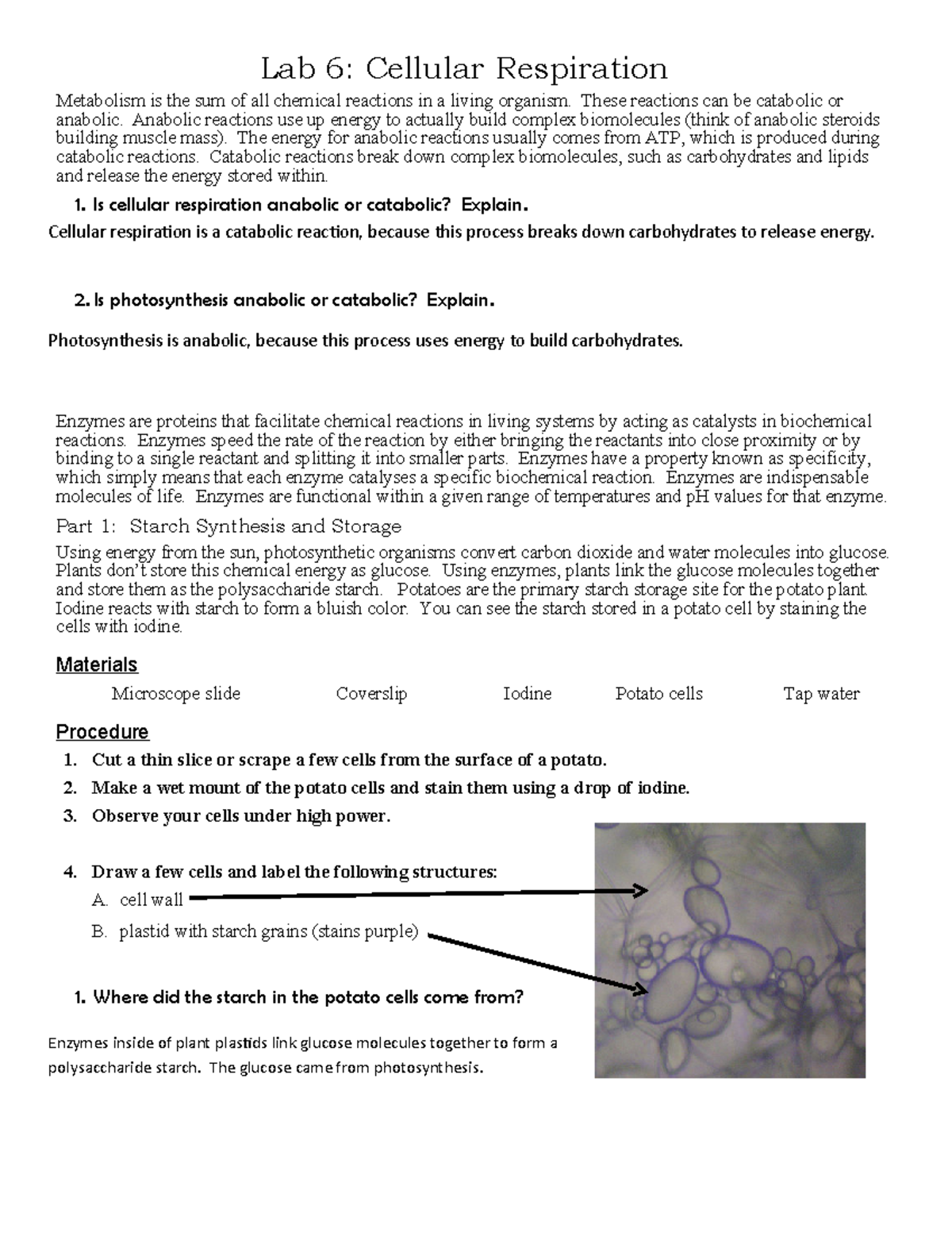 Answer Key To Lab 6 Cellular Respiration Lab 6 Cellular Respiration
