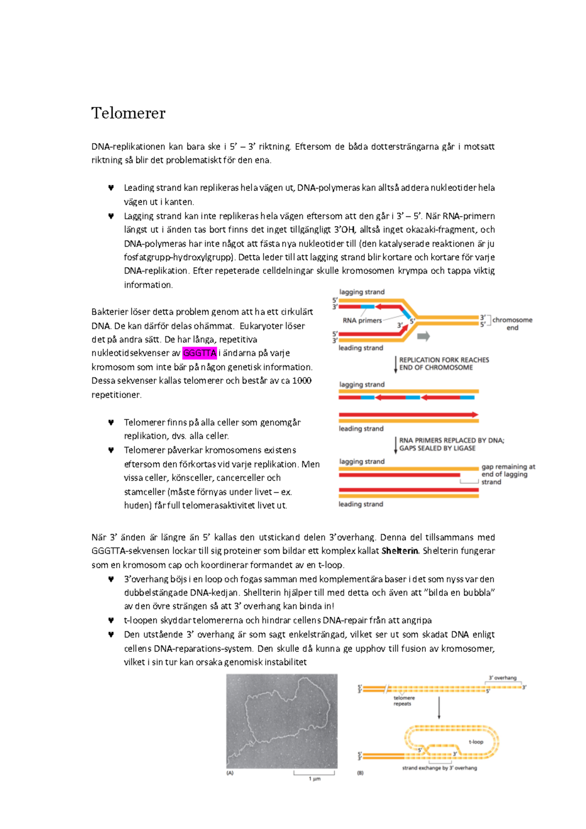 Telomerer - Telomerer DNA-replikationen kan bara ske i 5’ – 3’ riktning ...