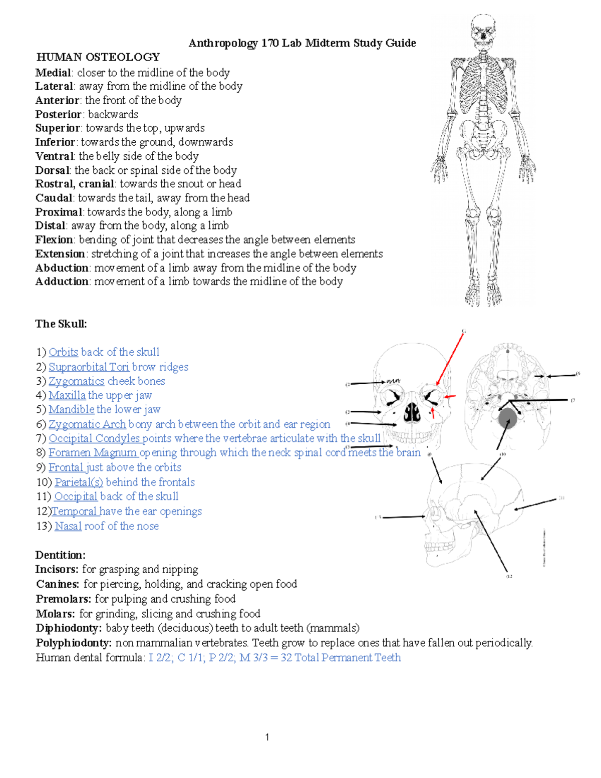 Anth 170 Lab Study Guide - Anthropology 170 Lab Midterm Study Guide ...