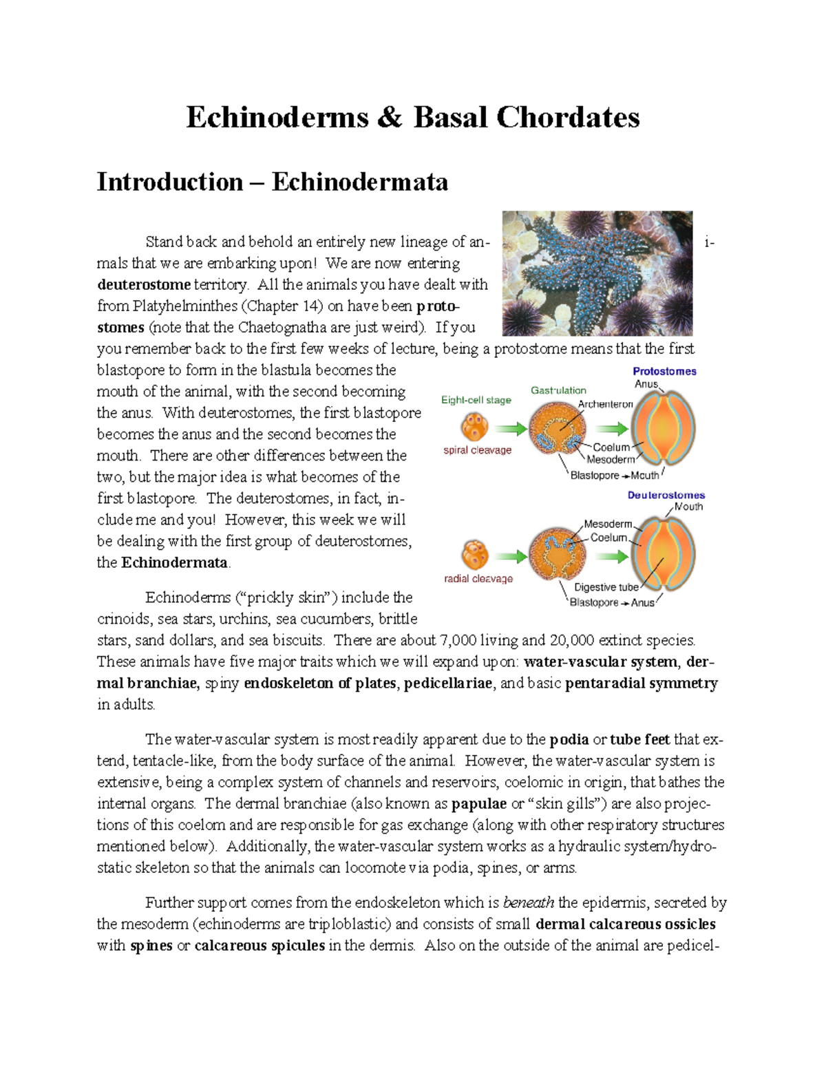 371 Lab 8 Echinoderms, Basal Chordates s'19 - Echinoderms & Basal ...