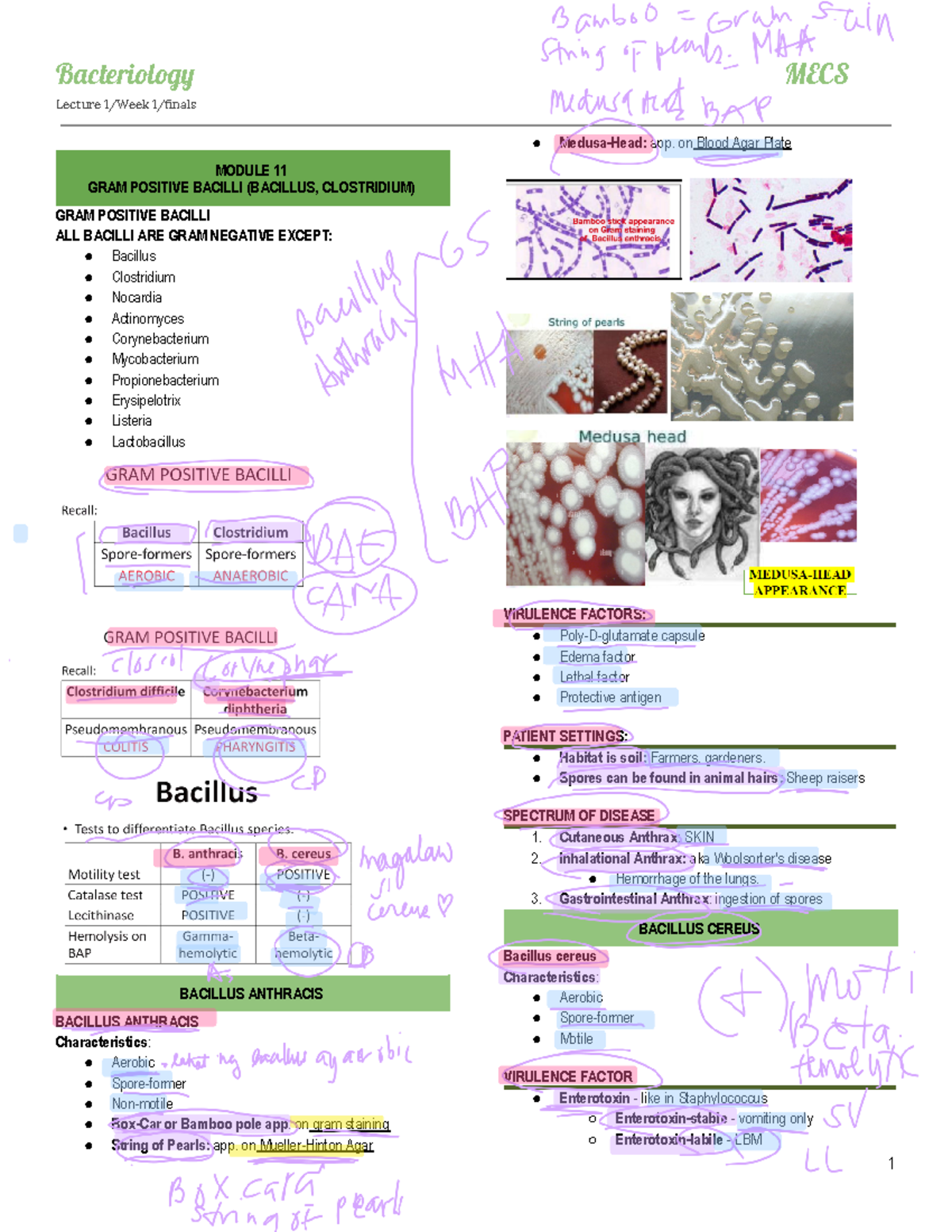 Bacteriology module 11 lecture notes - Bacteriolog MECS Lecture 1/Week ...