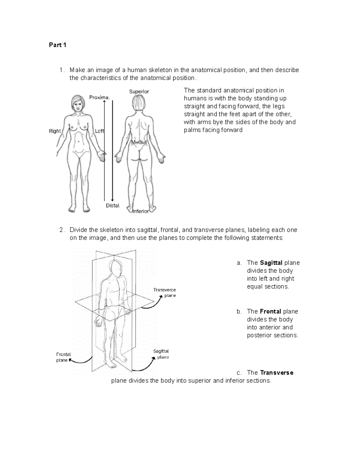 Activity 1 Human body care - Part 1 Make an image of a human skeleton ...