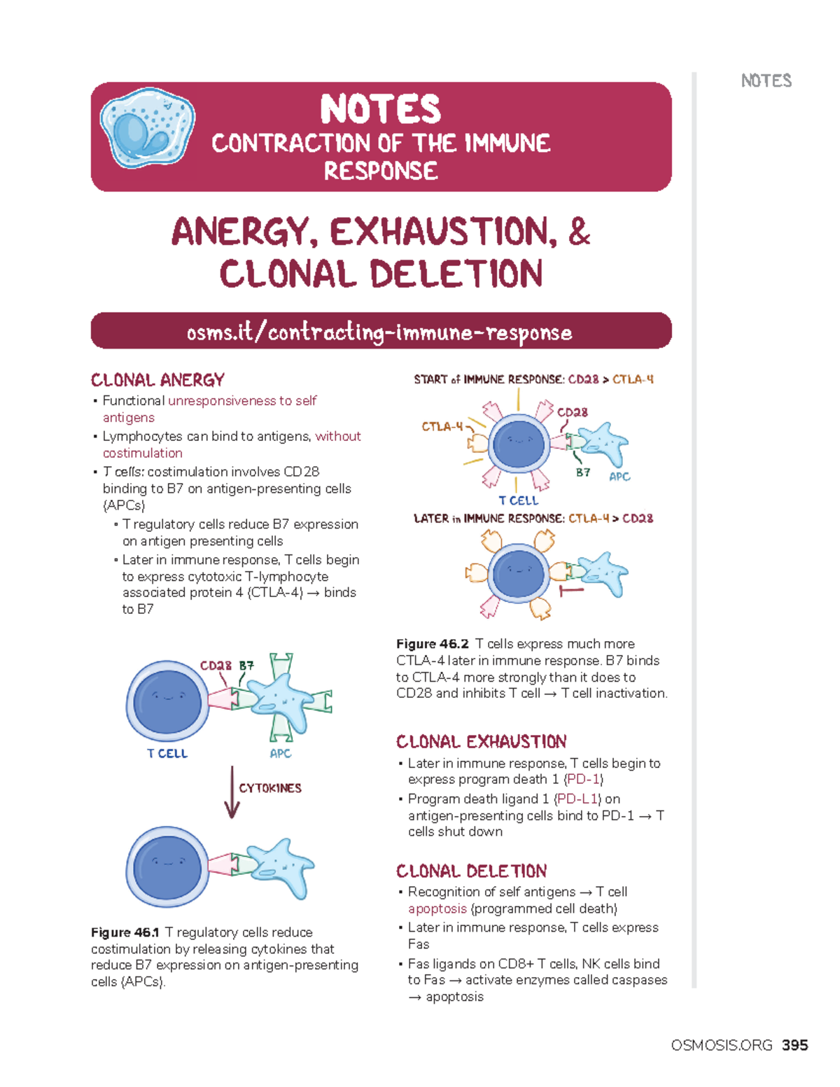Contraction of the immune response - NOTES CLONAL ANERGY Functional ...