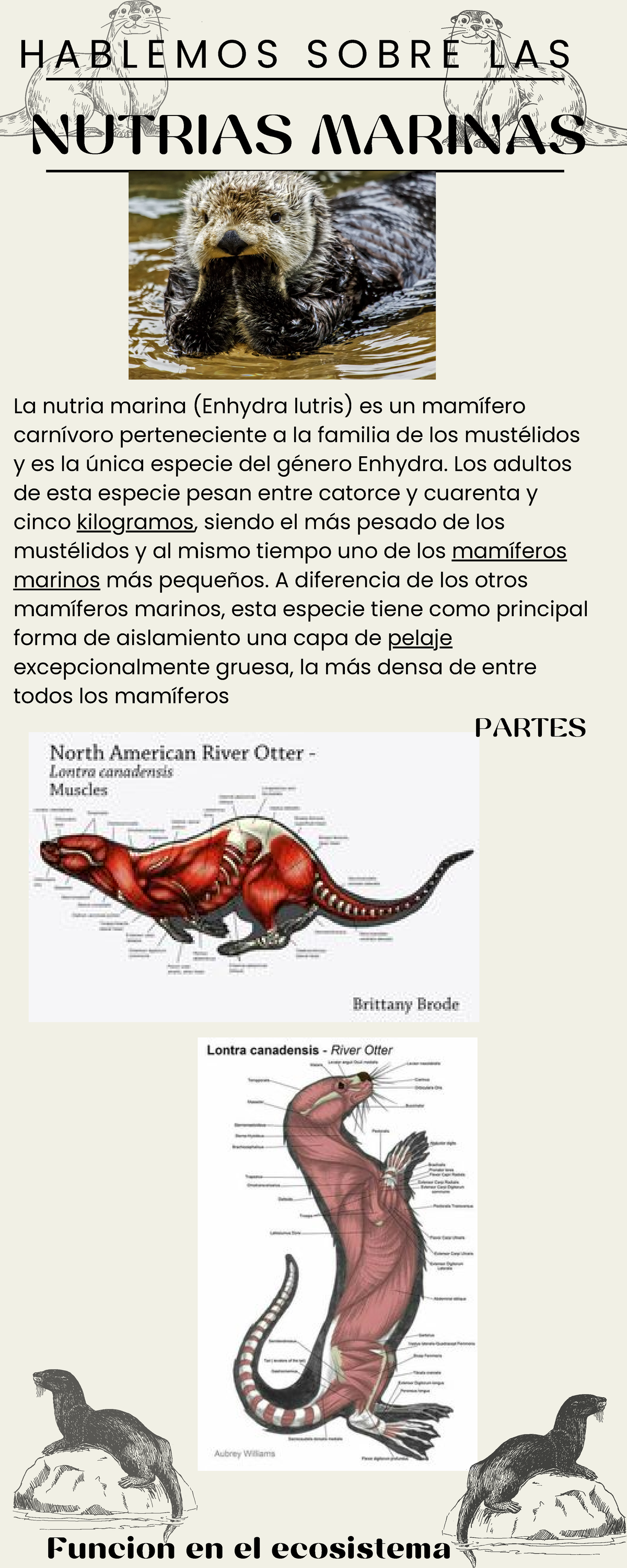 Infografia de ciencias Naturales - NUTRIAS MARINAS H A B L E M O S S O ...