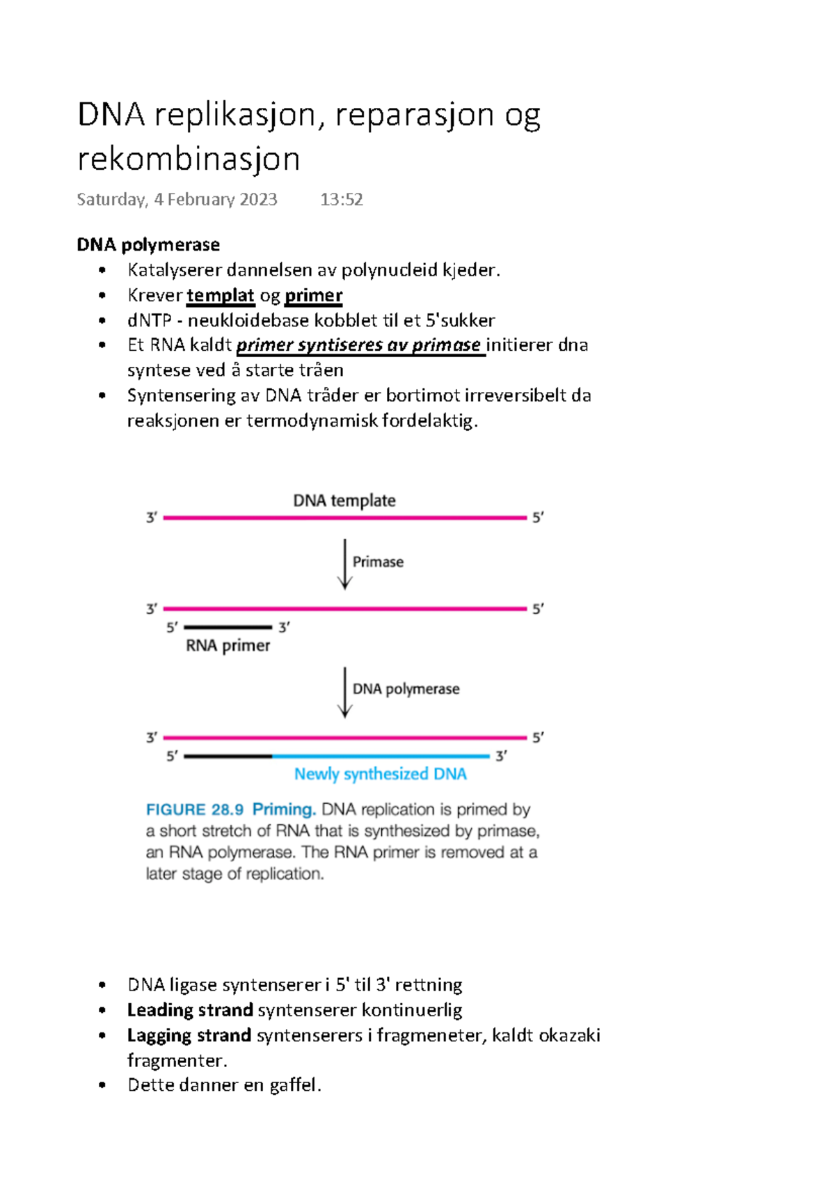 DNA replikasjon, reparasjon og rekombinasjon - DNA polymerase ...