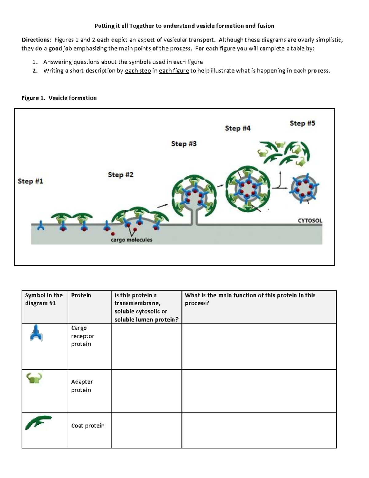 Review table about vesicle formation - Putting it all Together to ...