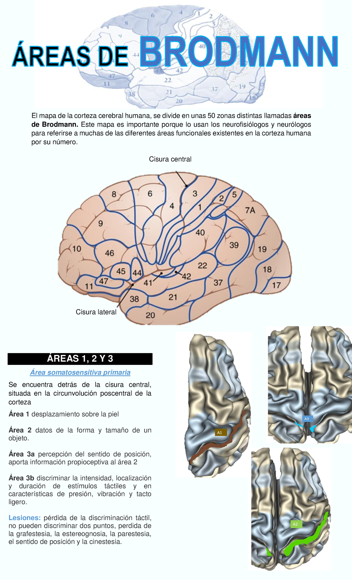 Áreas DE Brodman, Homúnculo DE Penfield - El mapa de la corteza ...