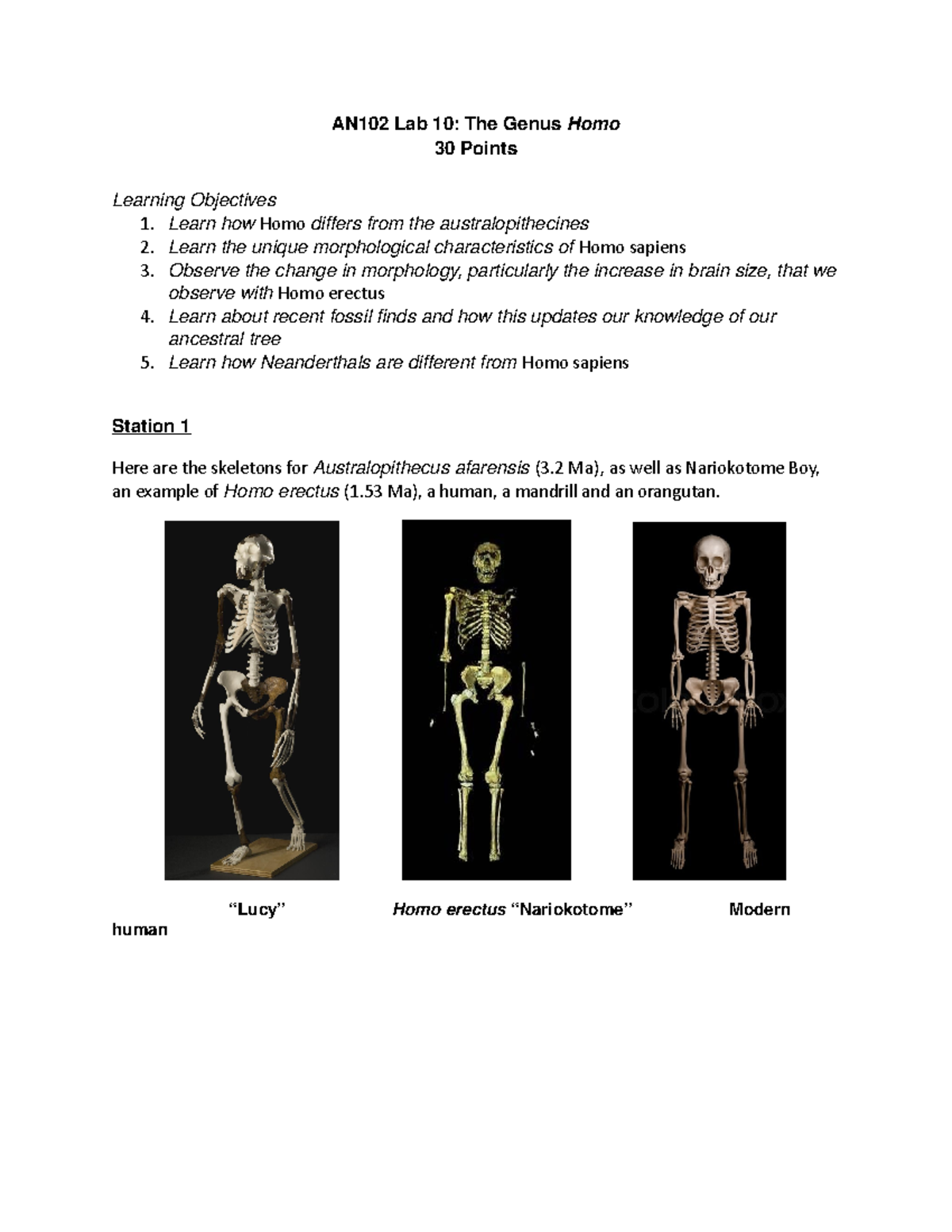Lab #10 The Genus Homo - Lab 10 AN102 - AN102 Lab 10: The Genus Homo 30 ...