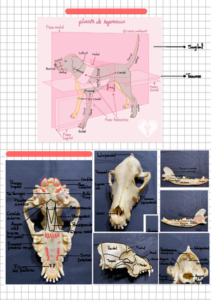 Atlas de osteologia veterinária - ATLAS DE OSTEOLOGIA VETERINÁRIA PARA ...