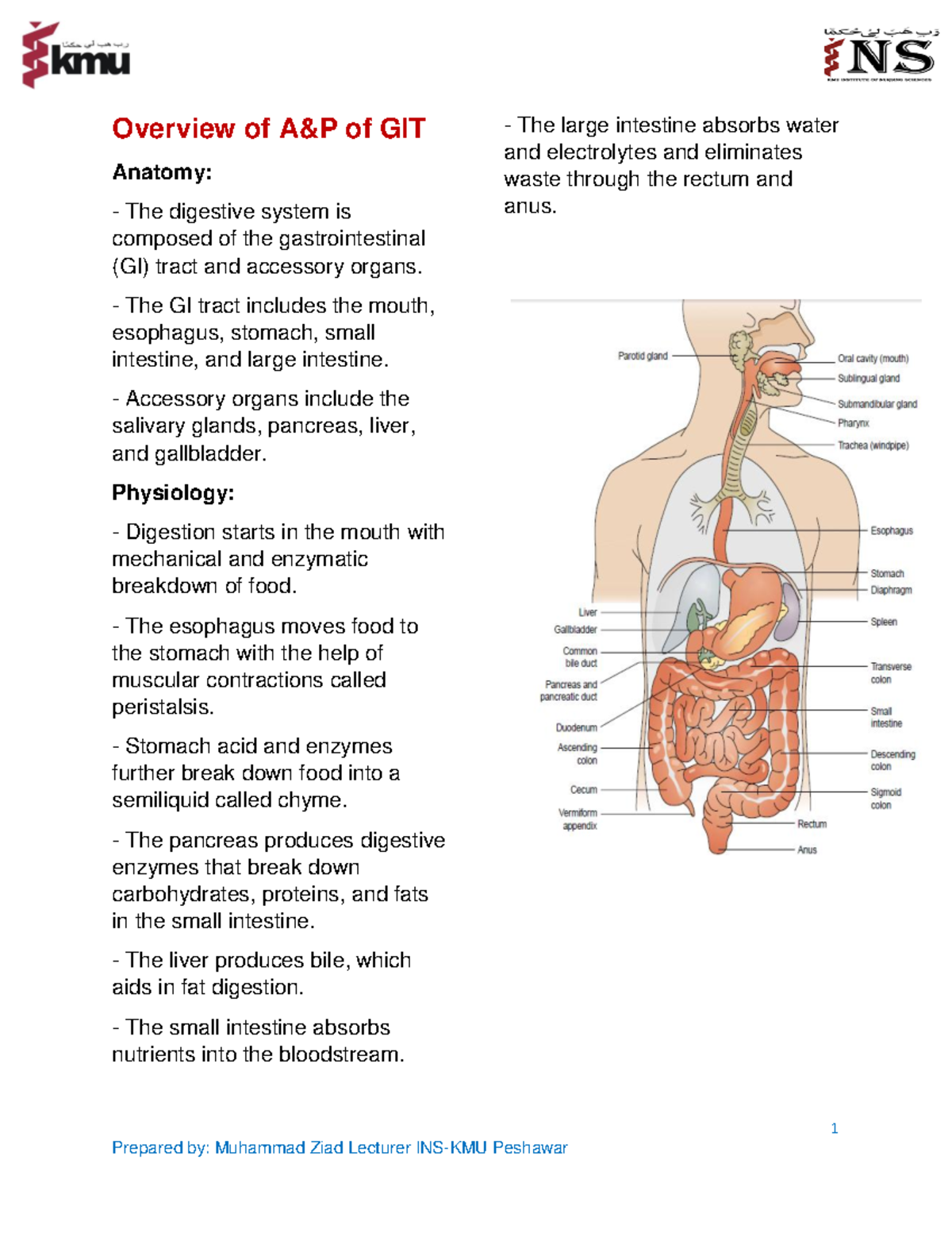 Unit 1 GIT Disorders - 1 Overview of A&P of GIT Anatomy: The digestive ...