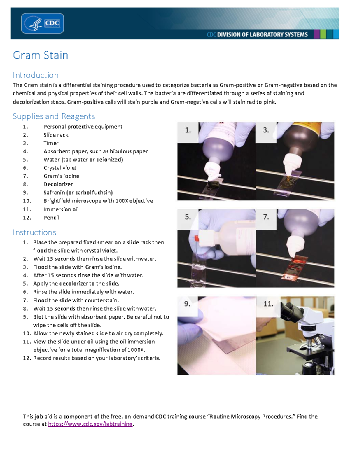 Gram-Stain 508 - Gram Stain Introduction The Gram stain is a ...