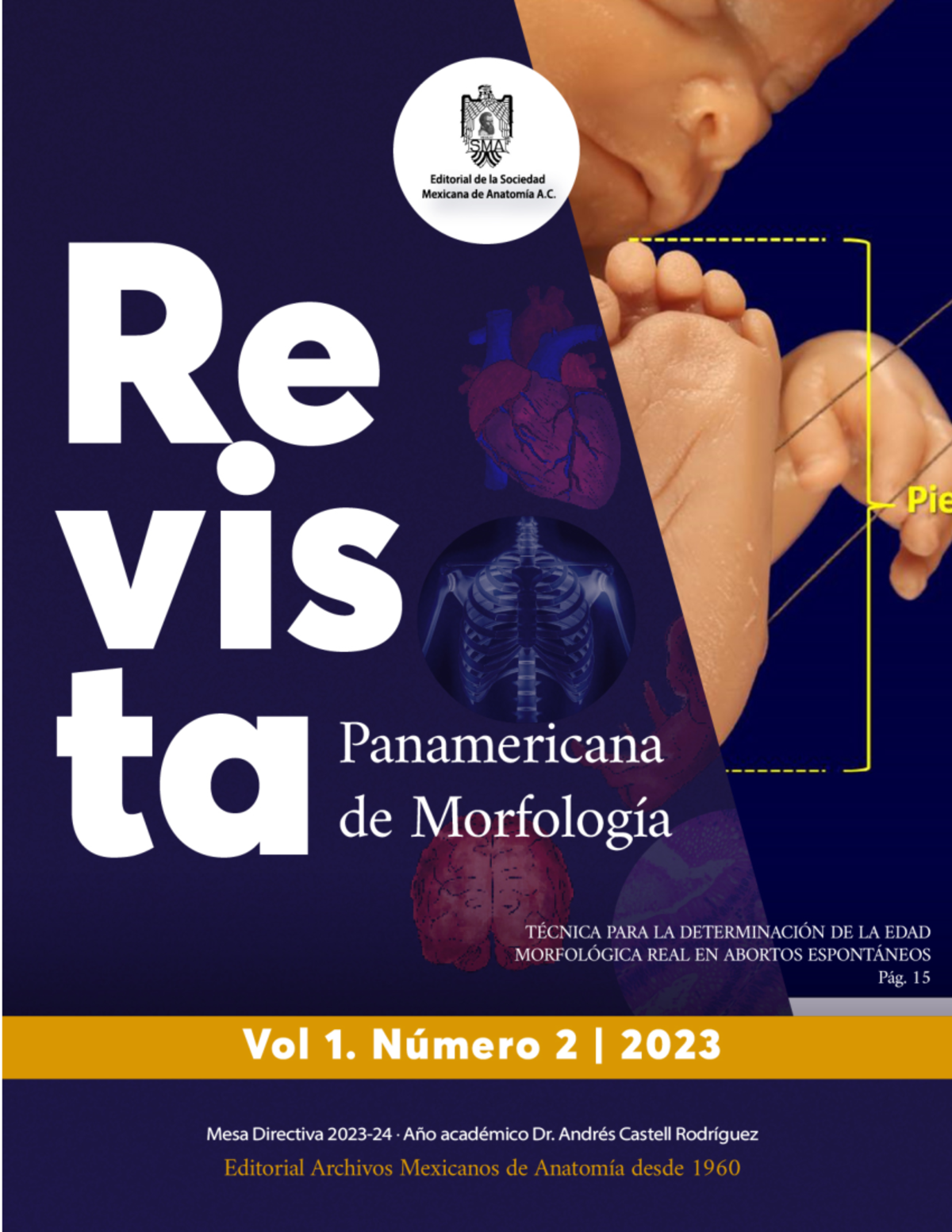Tabicacion - Revista - Rev. Panam. Morf; Vol. 1 (2) TABIQUE INTERATRIAL ...