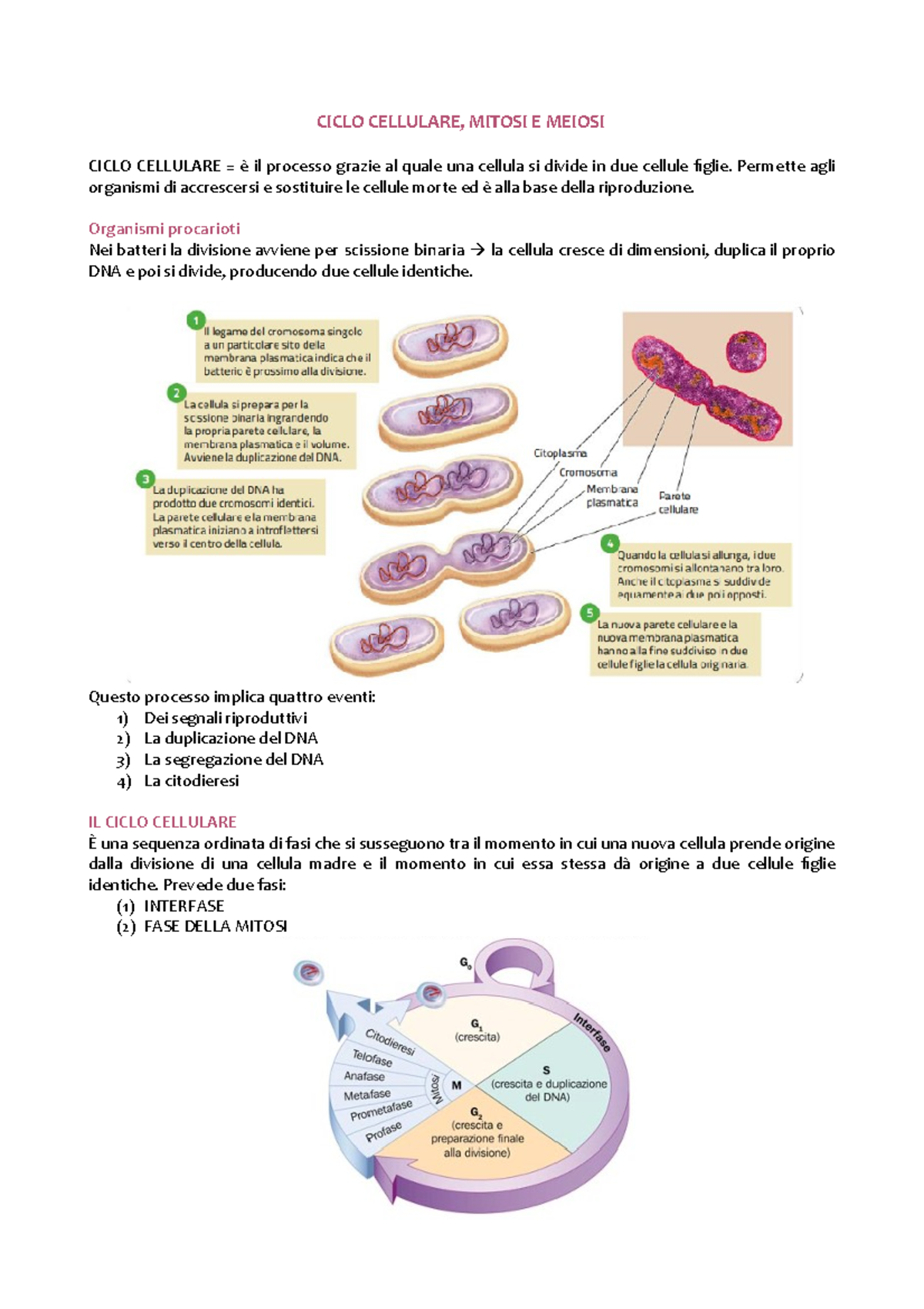Ciclo Cellulare, Mitosi E Meiosi - CICLO CELLULARE, MITOSI E MEIOSI ...
