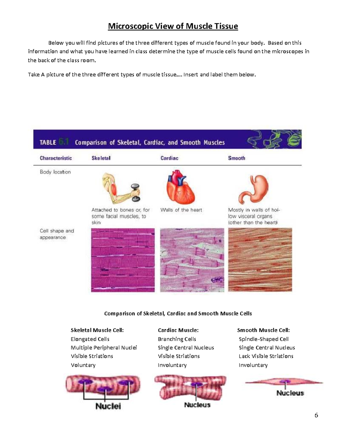 Unit 5A, Muscle Types, Structure, Contraction, Cases, ID, Movements ...