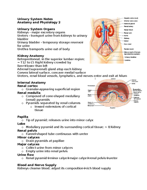 Anatomy Study Guide Exam 2 (Ch 17, 18, and 19) - Study Guide Exam 2 ...