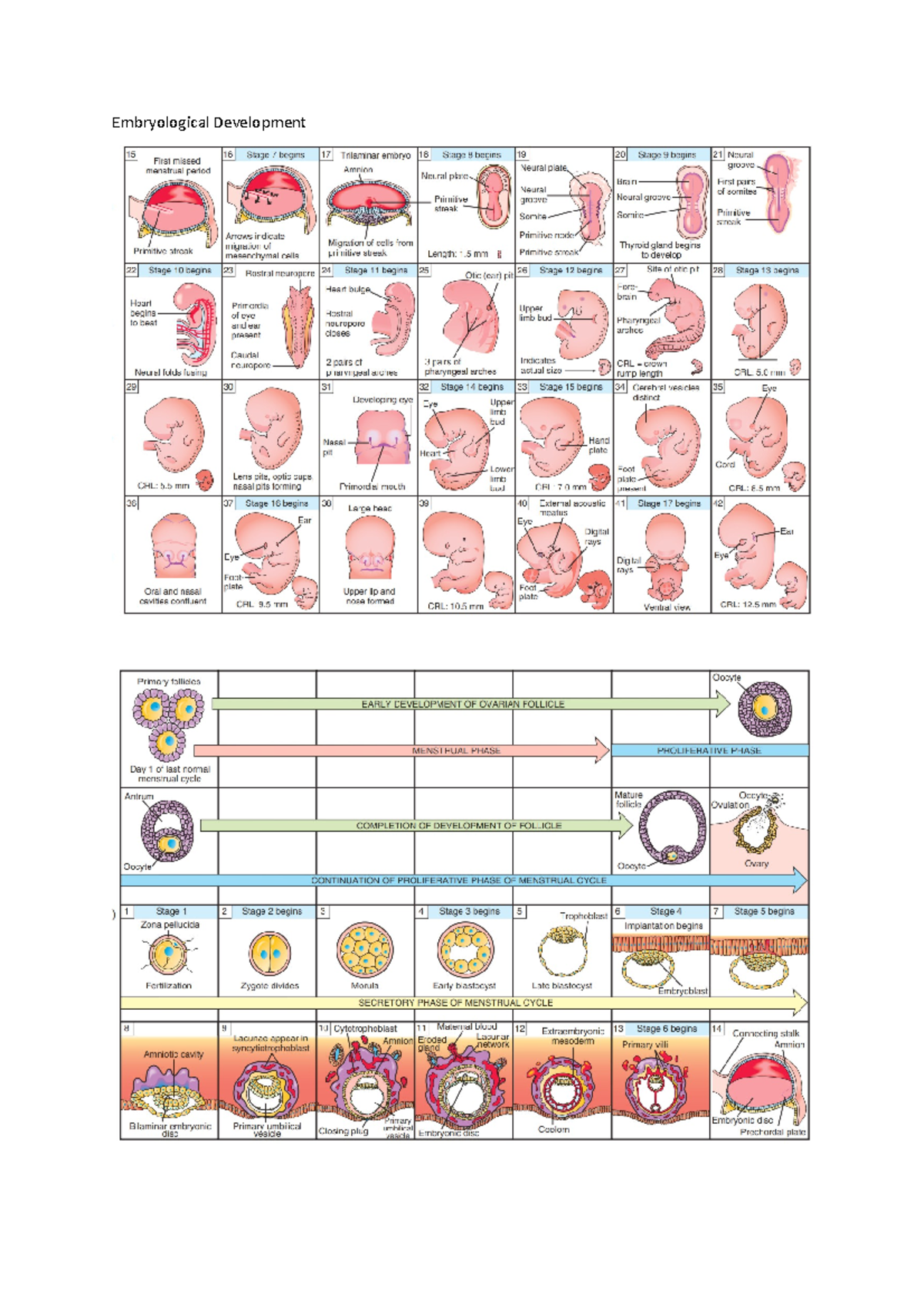 Embryological Development Diagrams (from week 1 to final week ...