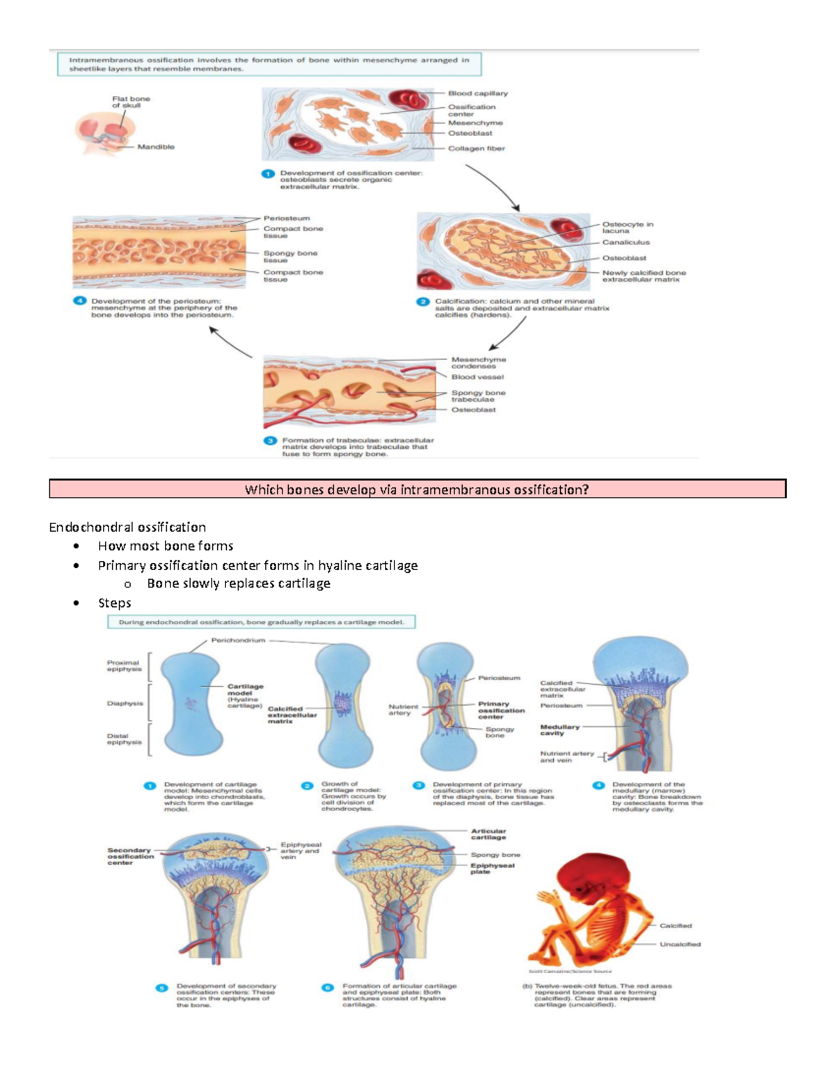 Biol235 chapter 6pt3 - Which bones develop via intramembranous ...