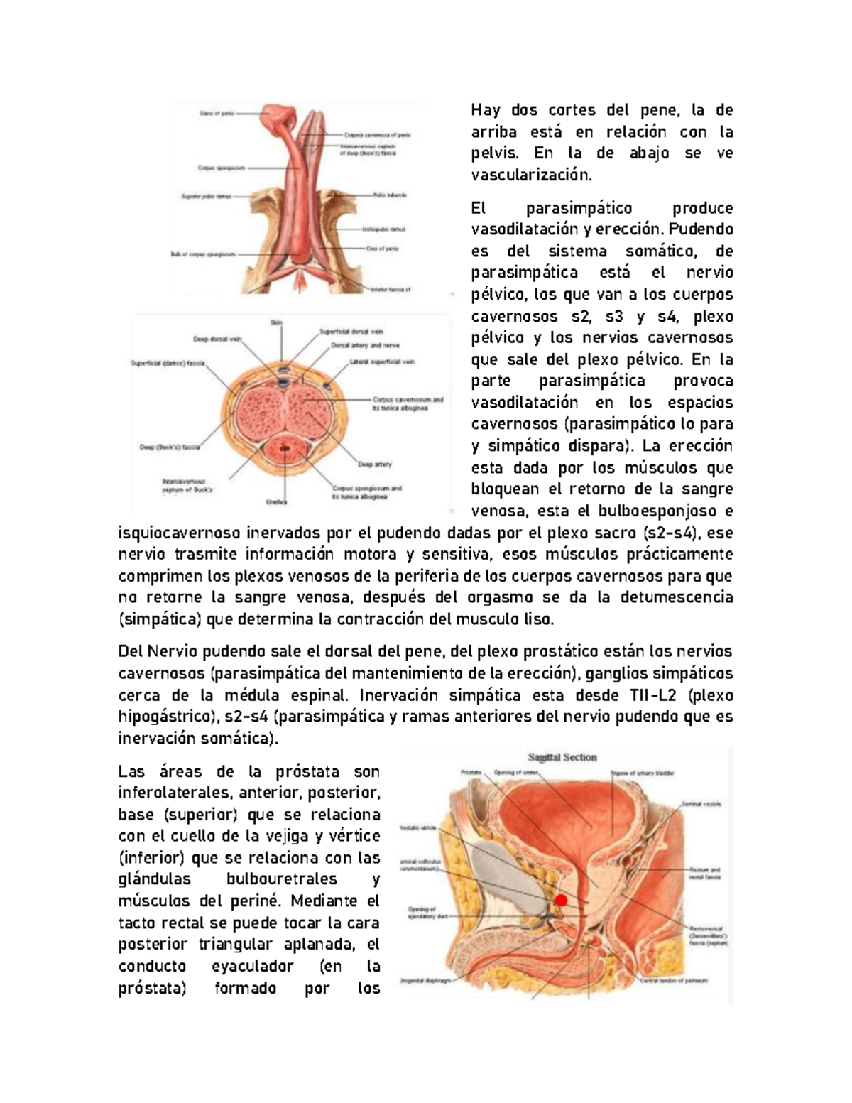 Practica Reproductor Masculijno - Hay dos cortes del pene, la de arriba ...