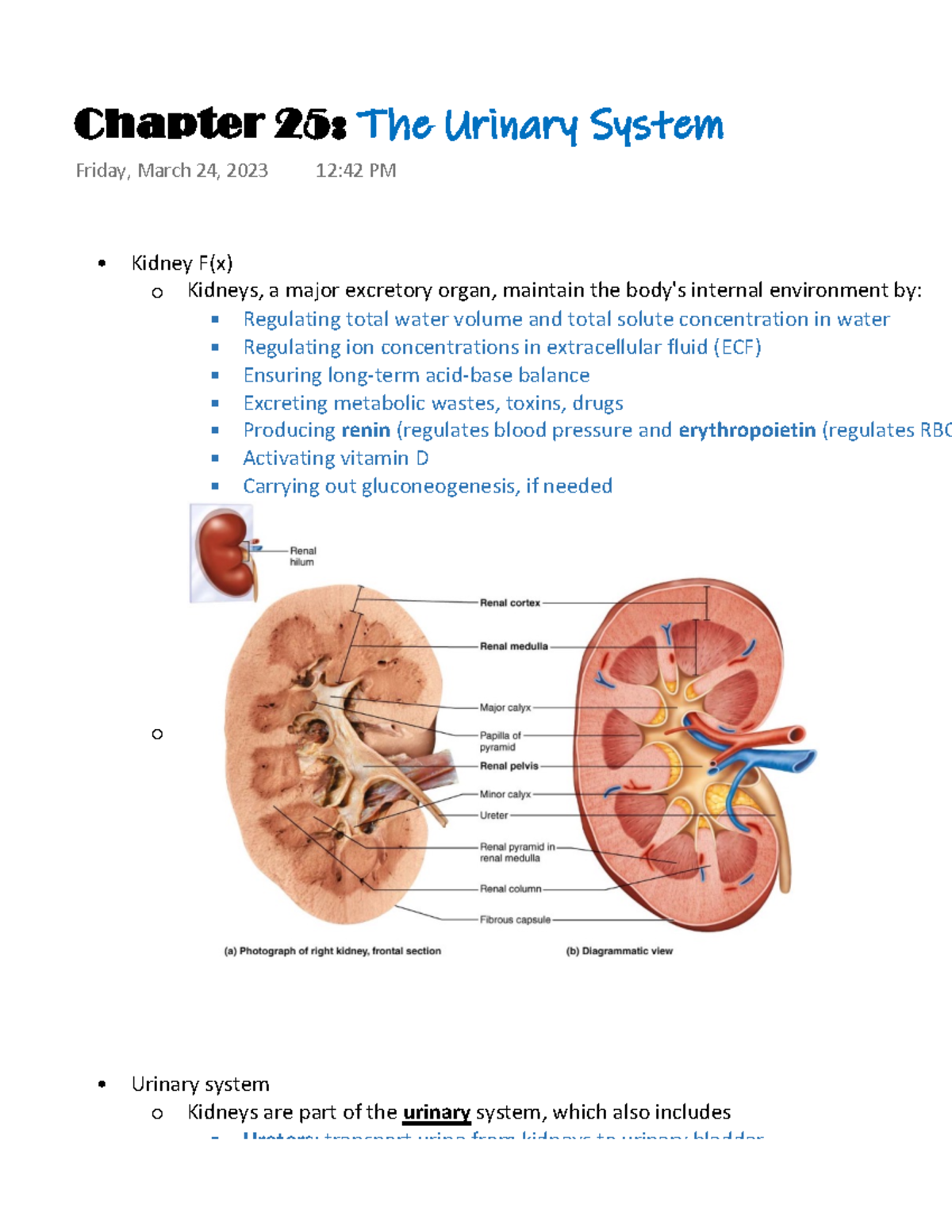 Chapter 25 The Urinary System - Kidney F(x) Kidneys, a major excretory ...