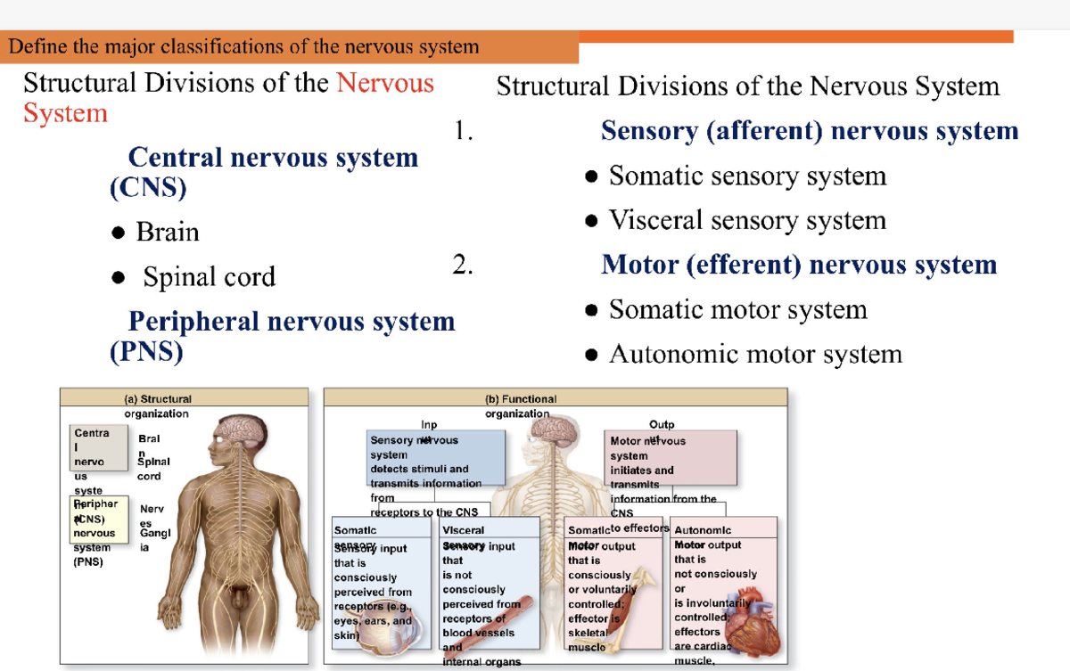 Structural Divisions of Nervous System - BIO 245 - Studocu