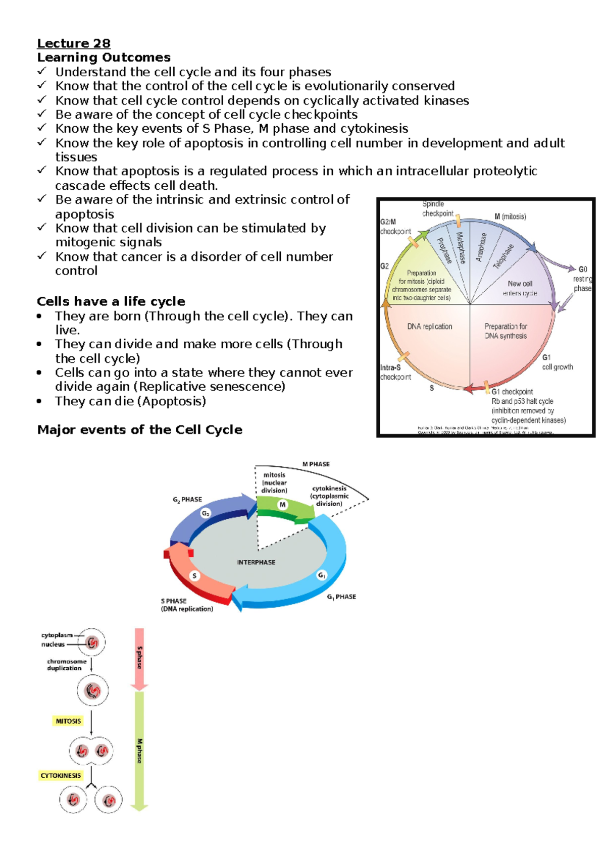 The life cycle of a cell 1 Notes - Lecture 28 Learning Outcomes ...